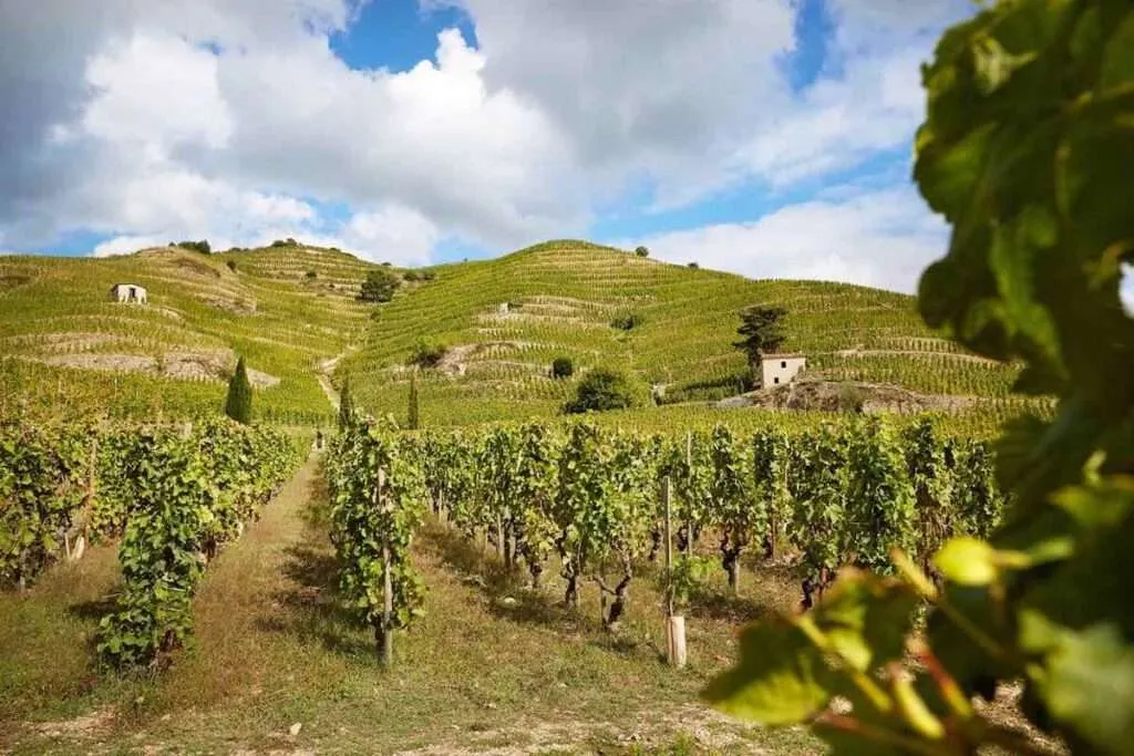 Sagna Onlineshop - Pur Südtirol®