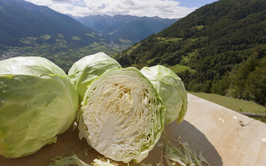 Cavolo cappucci I Pur Südtirol®