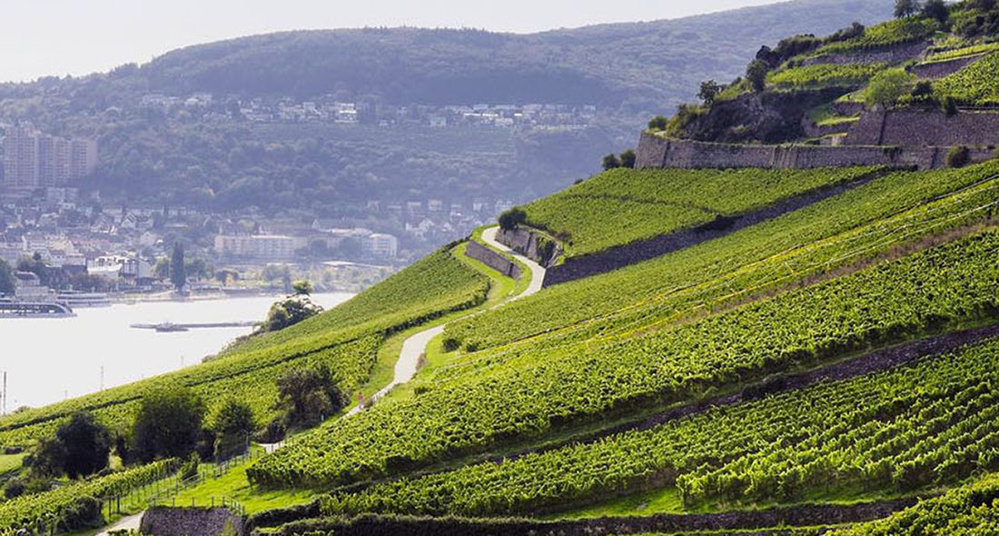 Sagna Onlineshop - Pur Südtirol®